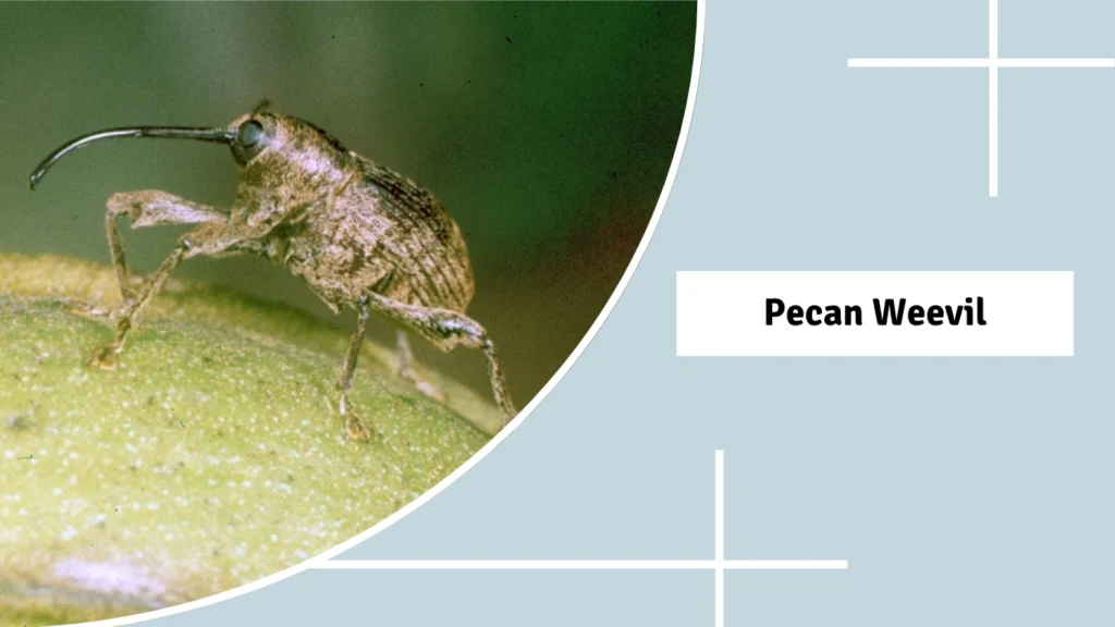 26 Common Types of Weevils: Identification with Pictures