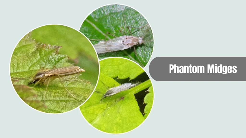 15 Common Types of Midges: Biting, Non-Biting, and More