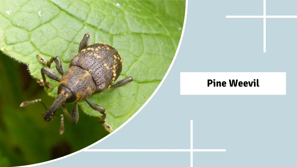 26 Common Types of Weevils: Identification with Pictures