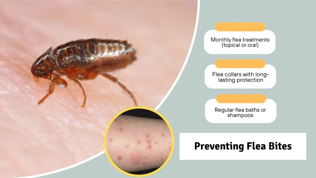 Flea Bites on Humans: Symptoms,Treatment, Pictures