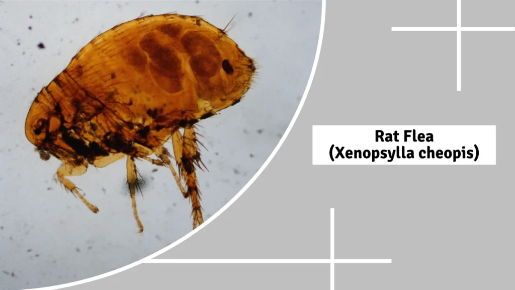 13 Common Types of Fleas: Identification and Hosts