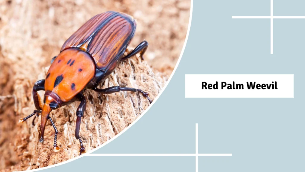 26 Common Types of Weevils: Identification with Pictures