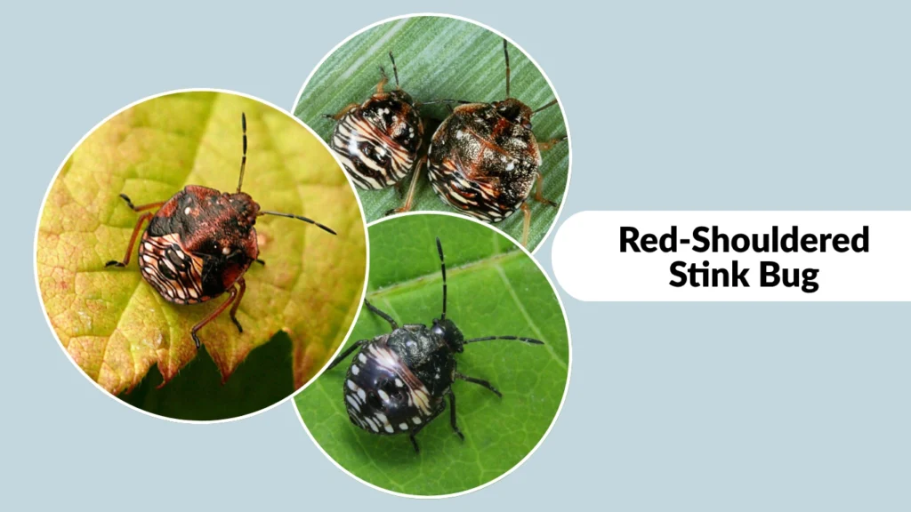 25 Common Types of Stink Bugs: Identification With Pictures