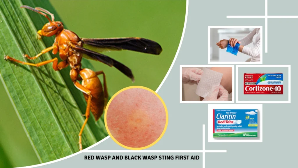 Wasp Sting Treatment: Home Remedies, First Aid to Recovery
