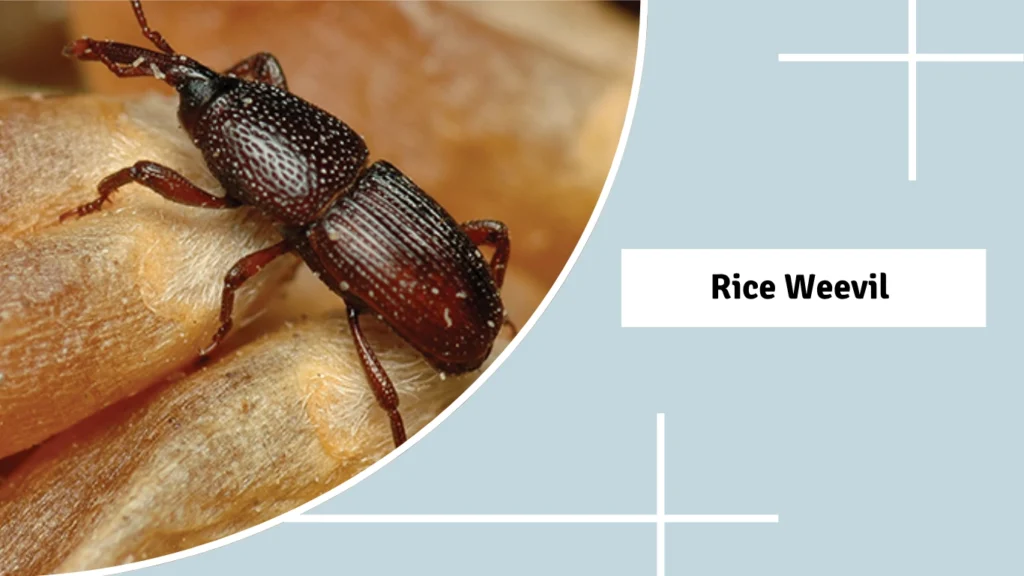 26 Common Types of Weevils: Identification with Pictures
