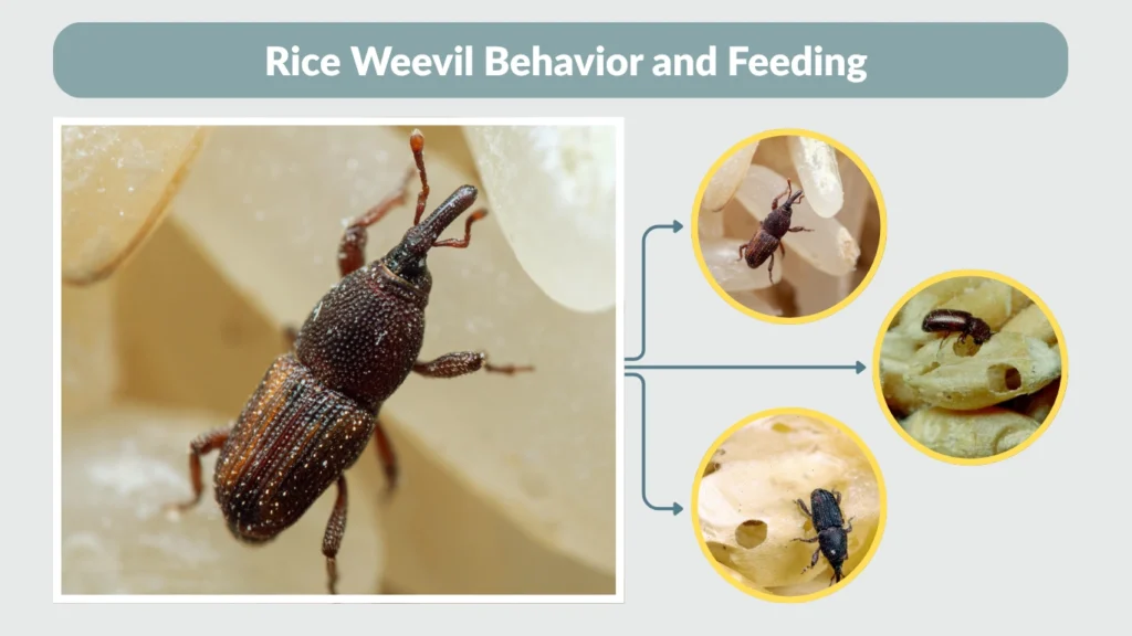 Rice Weevil: Life Cycle, Damage, and How to Get Rid of Them