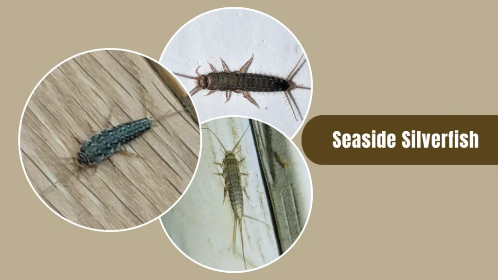 17 Types of Silverfish: Common and Regional Species