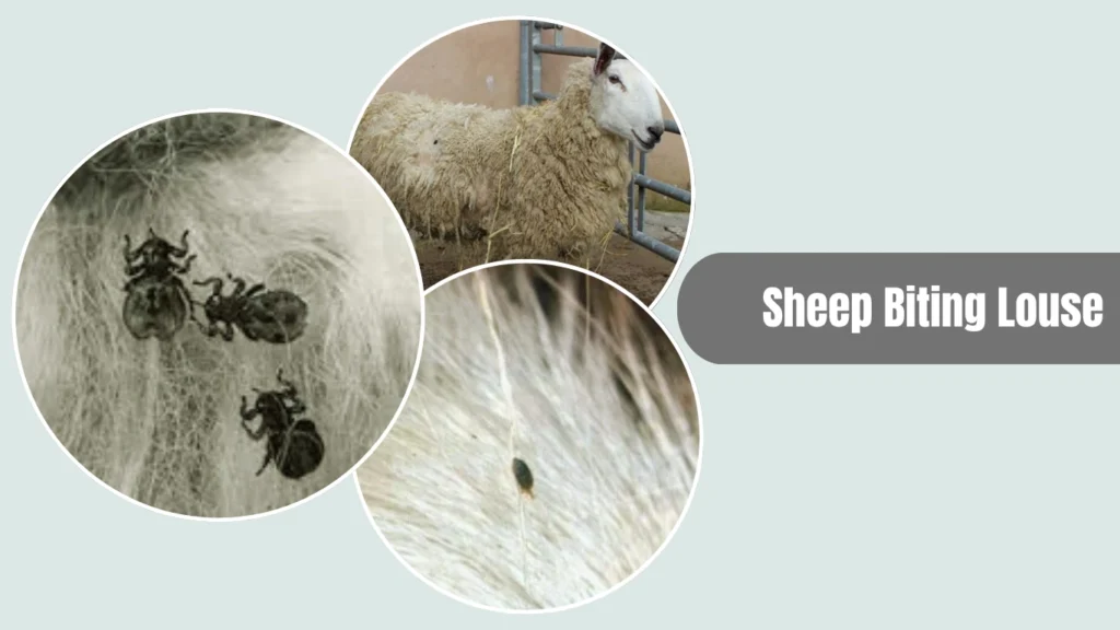 23 Types of Lice: Common Species That Infest Humans, Animals