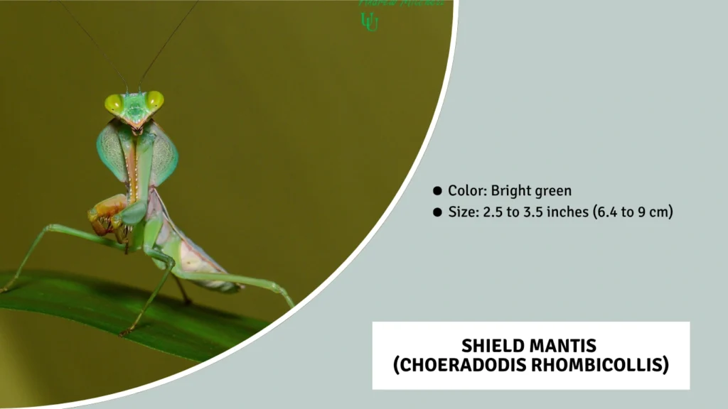 23 Common Types of Mantis: Identification with Pictures