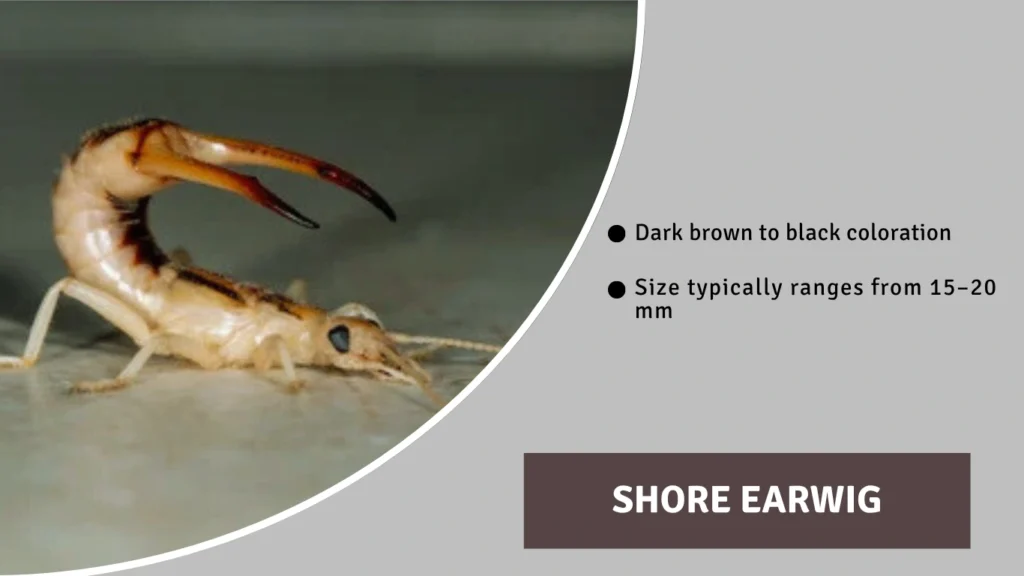 10 Types of Earwigs: Identification, Habitat, and Behavior