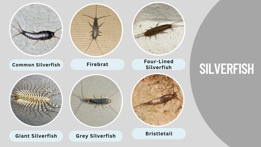 40 Common Types of Insects: Species Identification & Picture