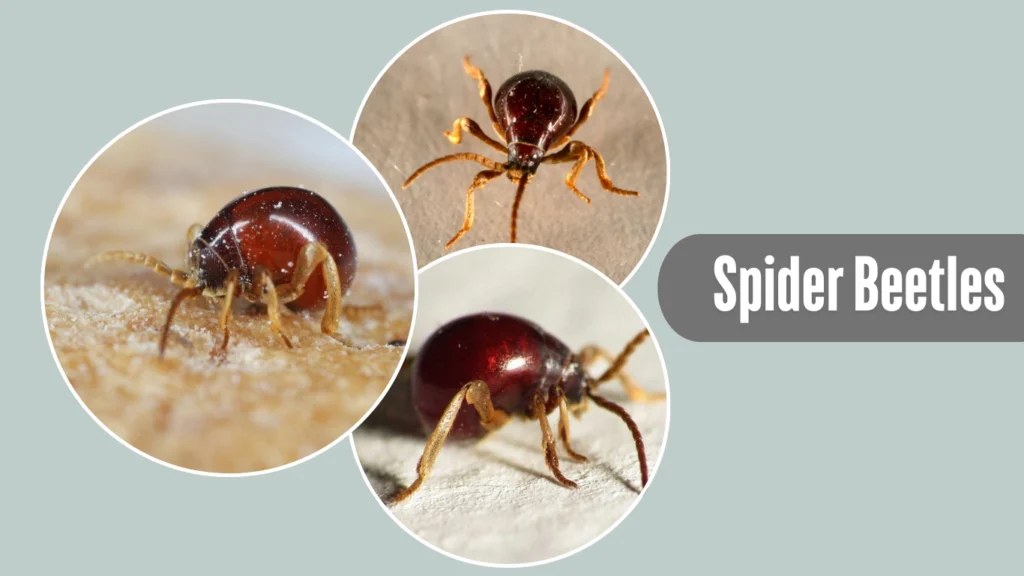 15 Tiny Black Insects Commonly Found in Houses ( Identification Guide)
