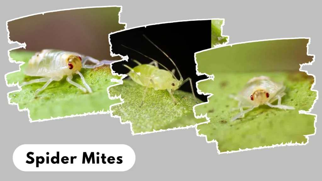 22 Types of Tiny White Insects (With Identification Guide)