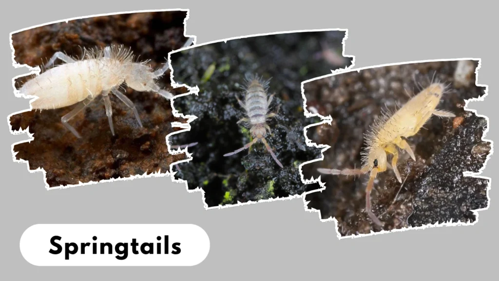 22 Types of Tiny White Insects (With Identification Guide)