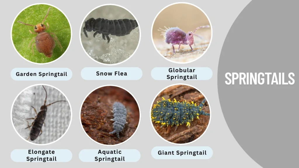 40 Common Types of Insects: Species Identification & Picture