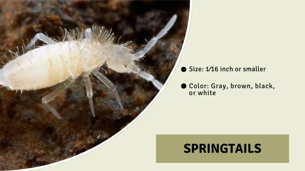 7 Tiny Bugs That Look Like Specks of Dirt (ID With Images)