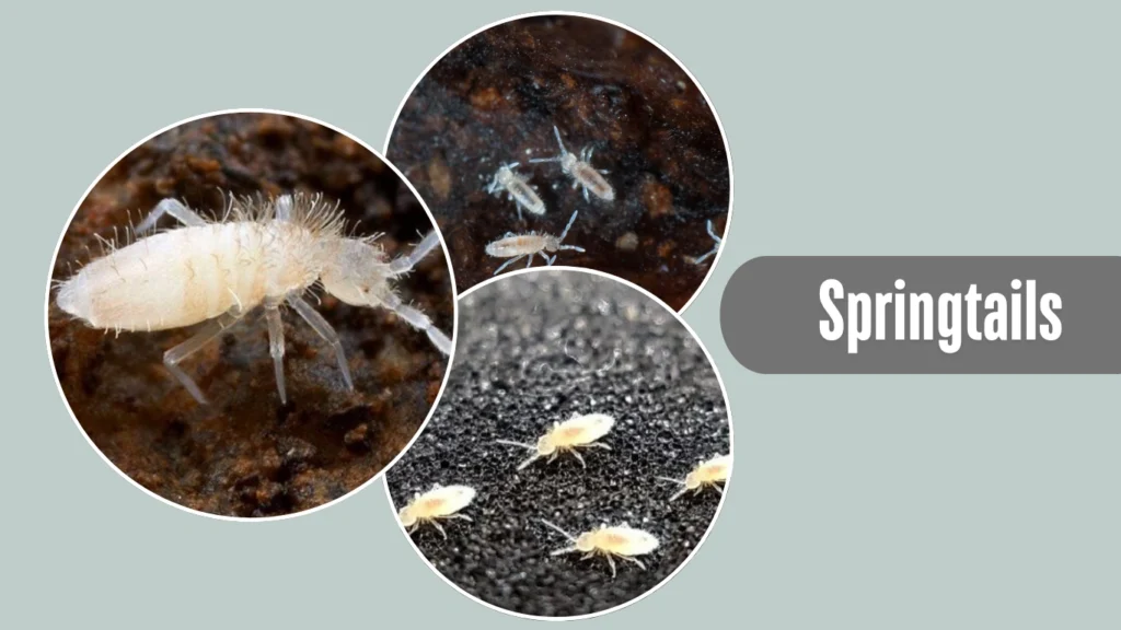 15 Tiny Black Insects Commonly Found in Houses ( Identification Guide)