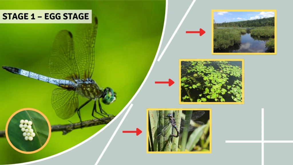 Dragonfly Life Cycle: Water-Dwelling Nymph to Hunting Stage