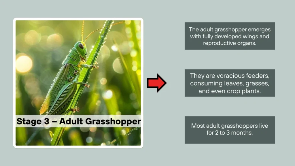 Grasshopper Life Cycle: From Egg to Adult With Pictures