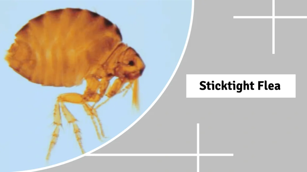 13 Common Types of Fleas: Identification and Hosts