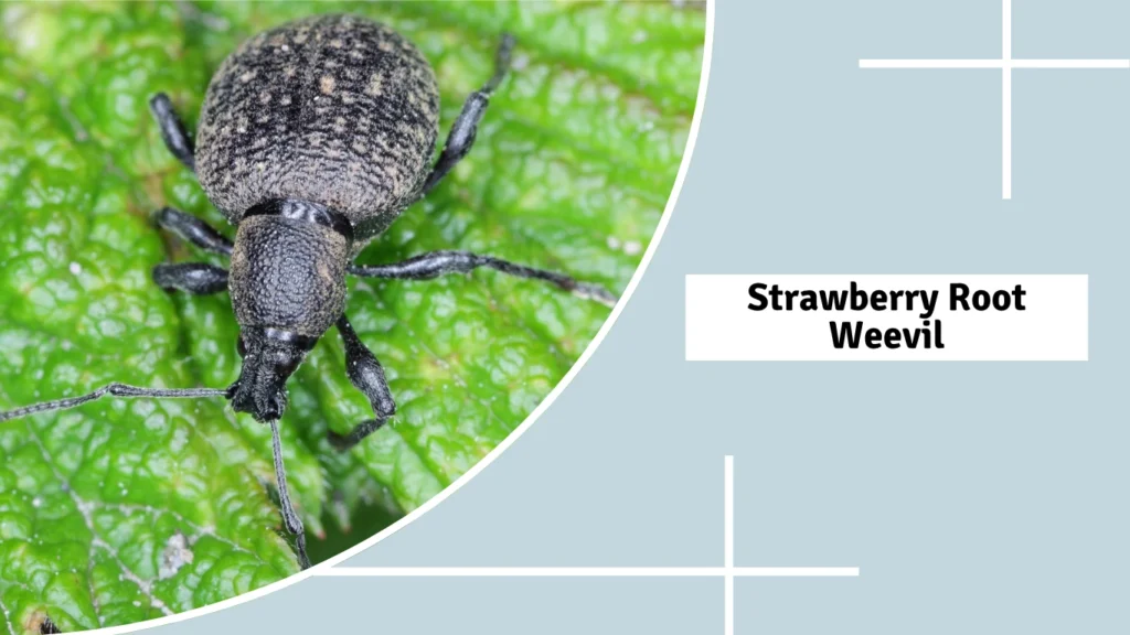 26 Common Types of Weevils: Identification with Pictures