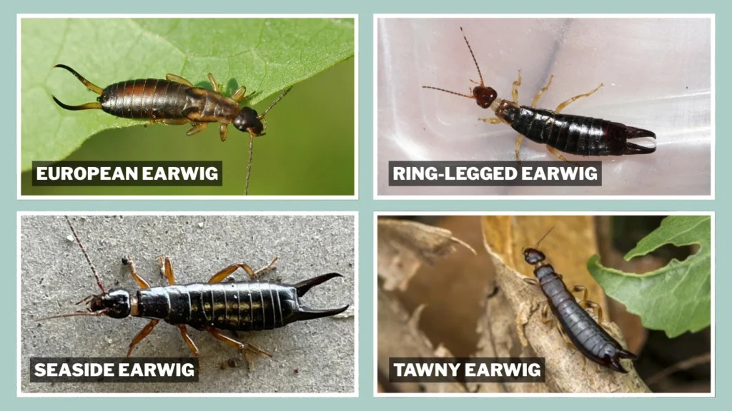 Earwig Insects: Lifecycle, Bites, Control, and Identification