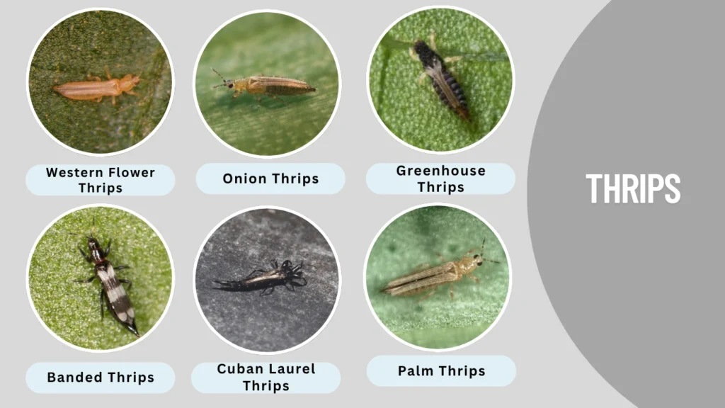 40 Common Types of Insects: Species Identification & Picture