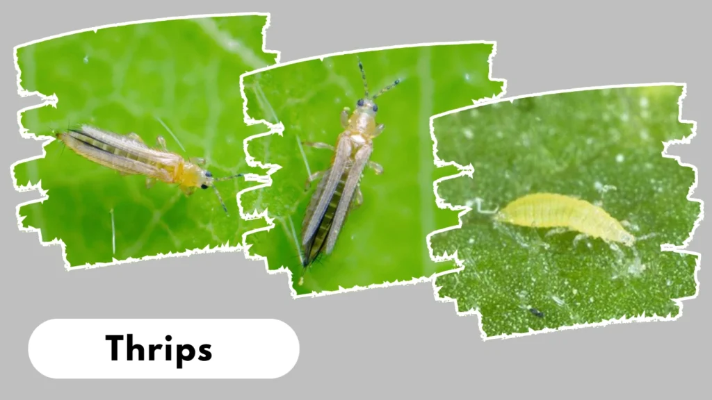 22 Types of Tiny White Insects (With Identification Guide)