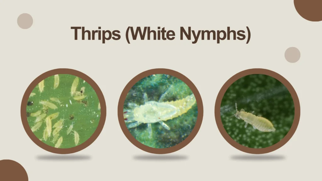 21 Small White Bugs in the House: Identification With Pictures