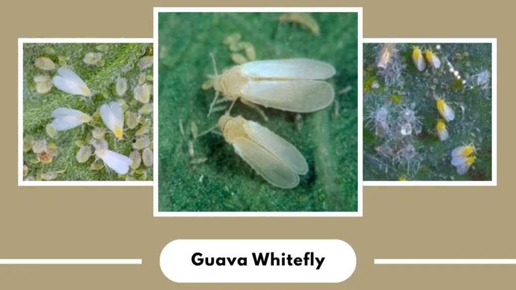 17 Common Types of Whiteflies: Identification With Pictures
