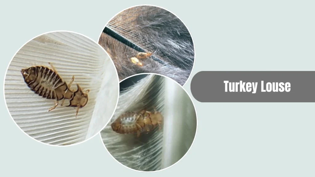 23 Types of Lice: Common Species That Infest Humans, Animals