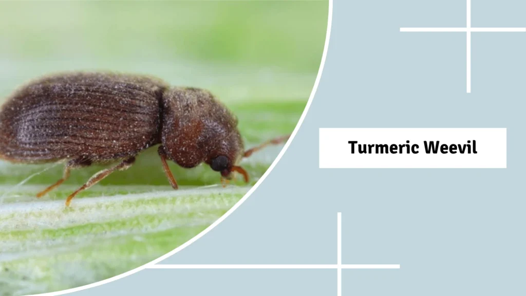 26 Common Types of Weevils: Identification with Pictures