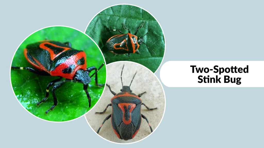 25 Common Types of Stink Bugs: Identification With Pictures