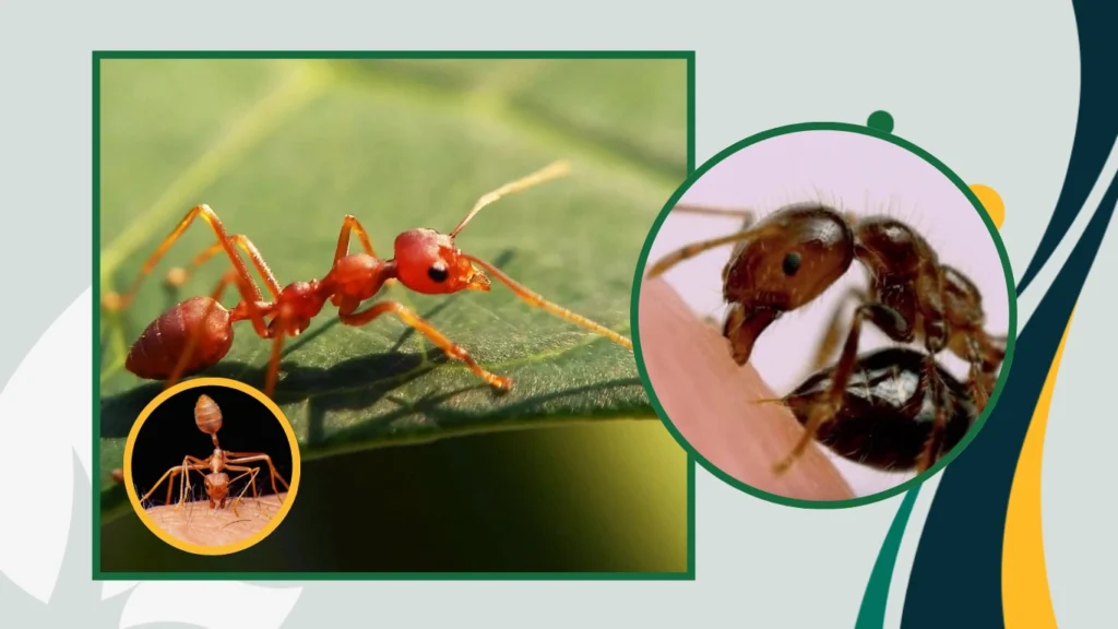 Do Fire Ants Bite or Sting? Their Aggressive Defense