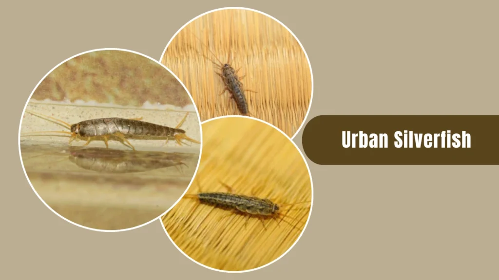 17 Types of Silverfish: Common and Regional Species