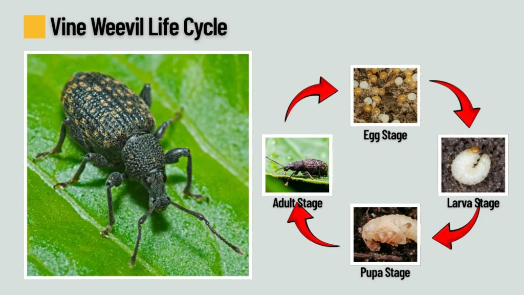 Vine Weevils: Identification, Life Cycle, Damage & Control