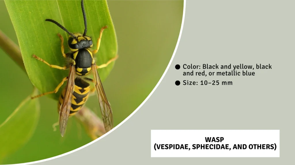 19 Types of Common Flying Insects: Identification with Pictures