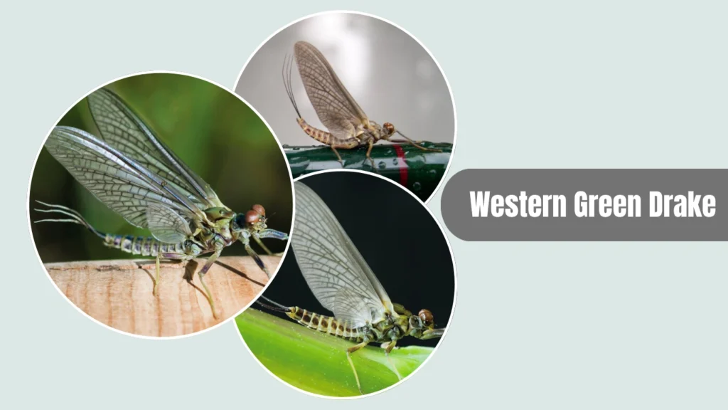 23 Common Types of Mayflies: Identification With Pictures