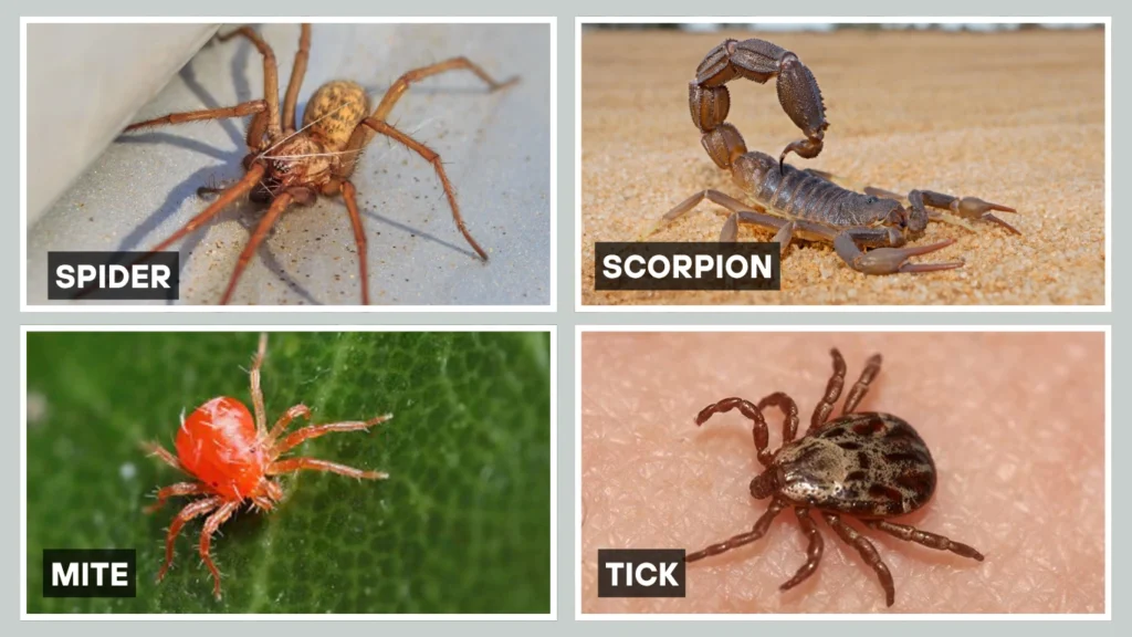 Are Ticks Arachnids or Insects? Learn the Truth
