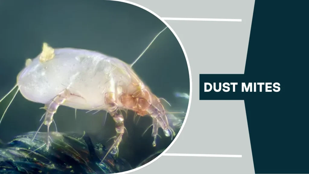 What Do Dust Mites Look Like? Identification Chart with Pictures