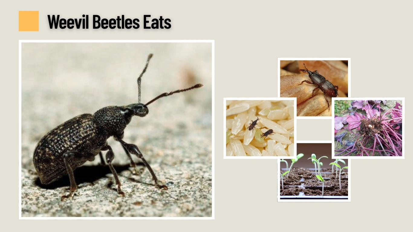26 Common Types of Weevils: Identification with Pictures