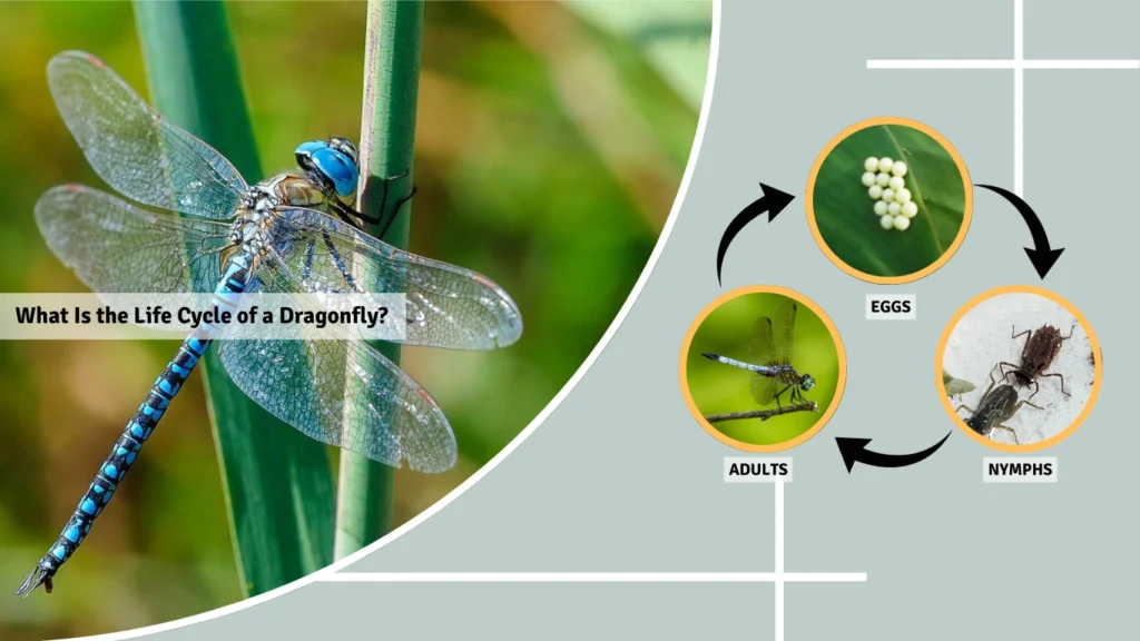 Dragonfly Life Cycle: Water-Dwelling Nymph to Hunting Stage