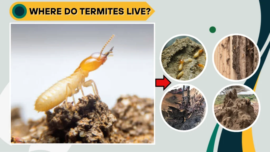 Where Do Termites Live: 35 FAQs and Facts About Their Habitat