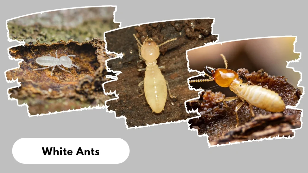 22 Types of Tiny White Insects (With Identification Guide)