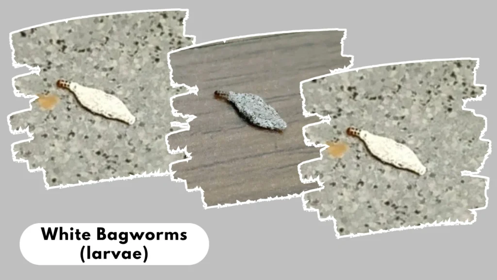 22 Types of Tiny White Insects (With Identification Guide)