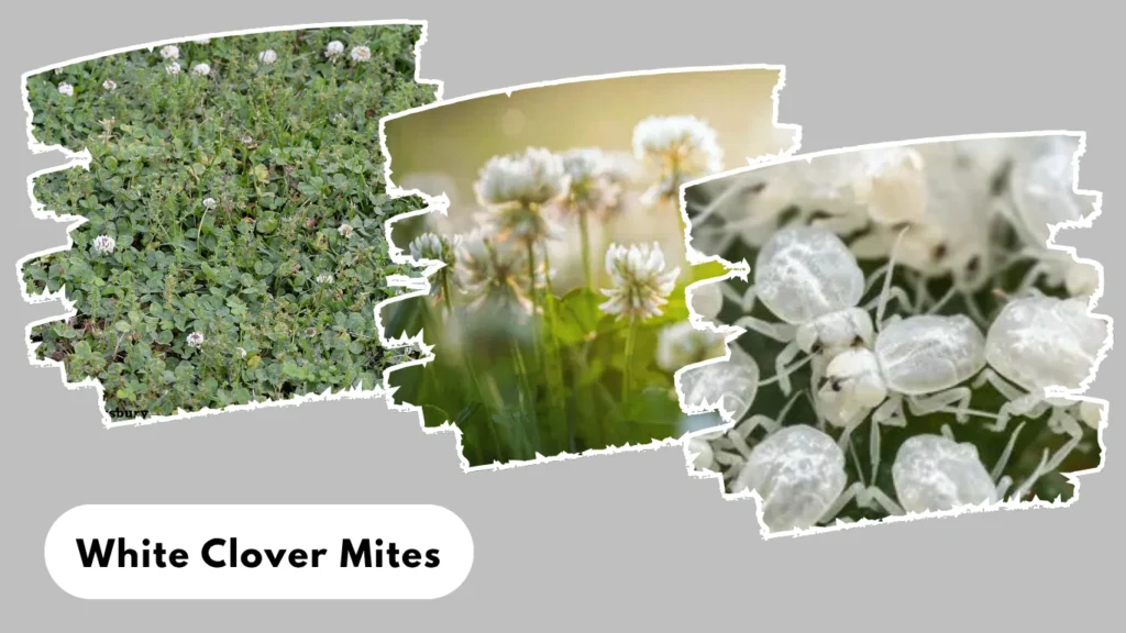 22 Types of Tiny White Insects (With Identification Guide)