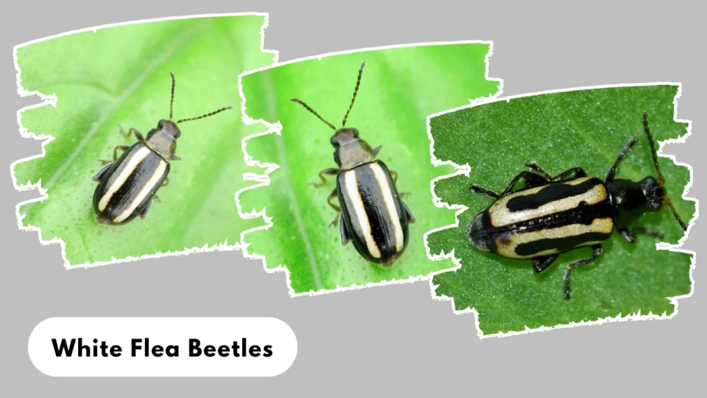 22 Types of Tiny White Insects (With Identification Guide)