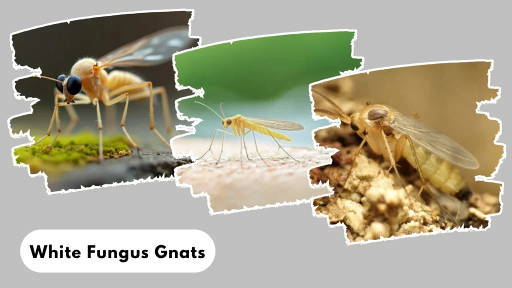 22 Types of Tiny White Insects (With Identification Guide)