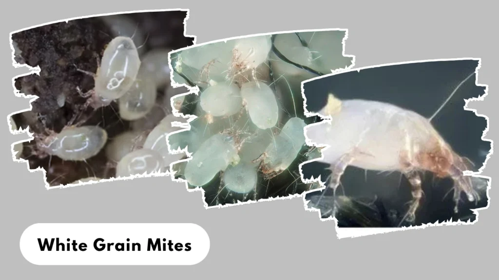 22 Types of Tiny White Insects (With Identification Guide)