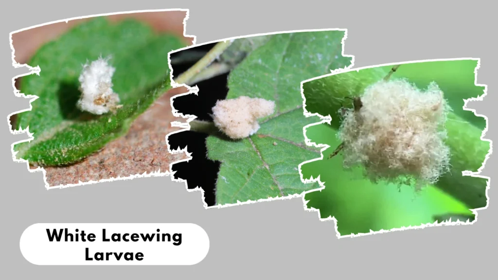 22 Types of Tiny White Insects (With Identification Guide)